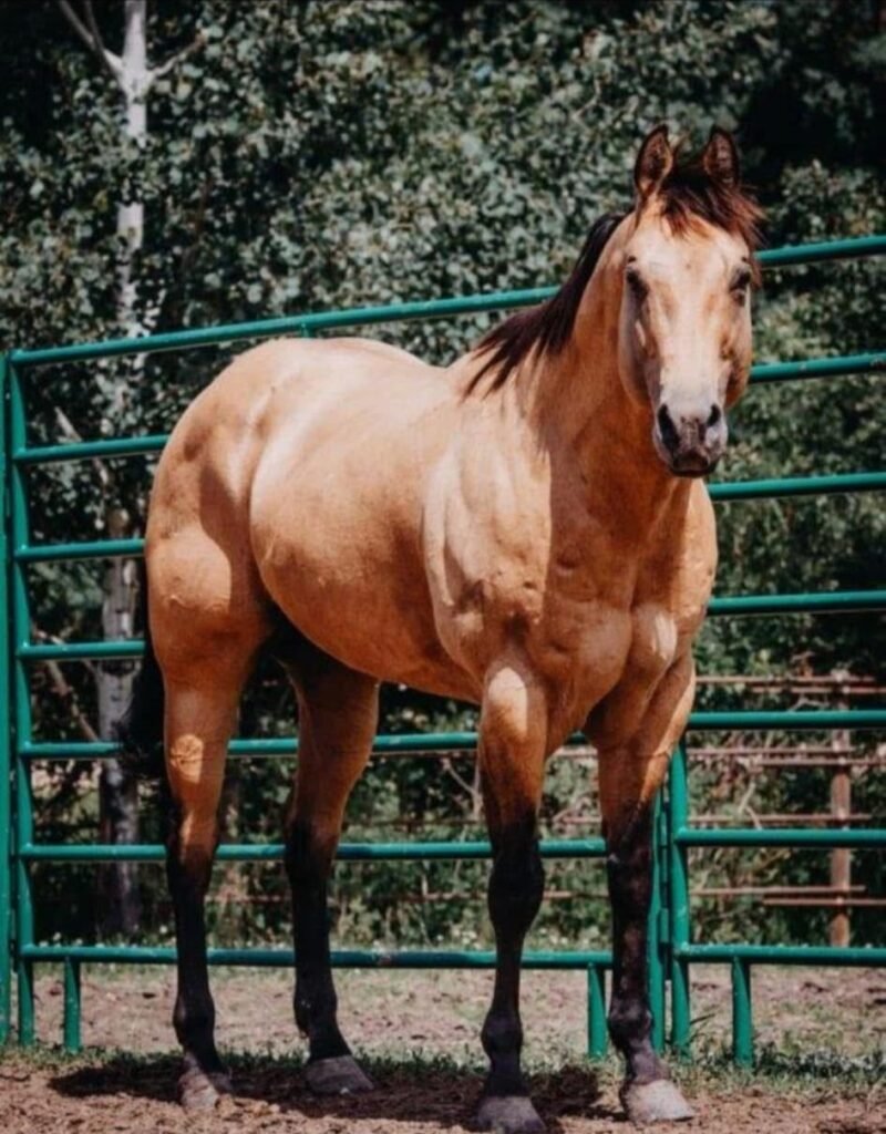 Sale Horses – Elite Horse Sales