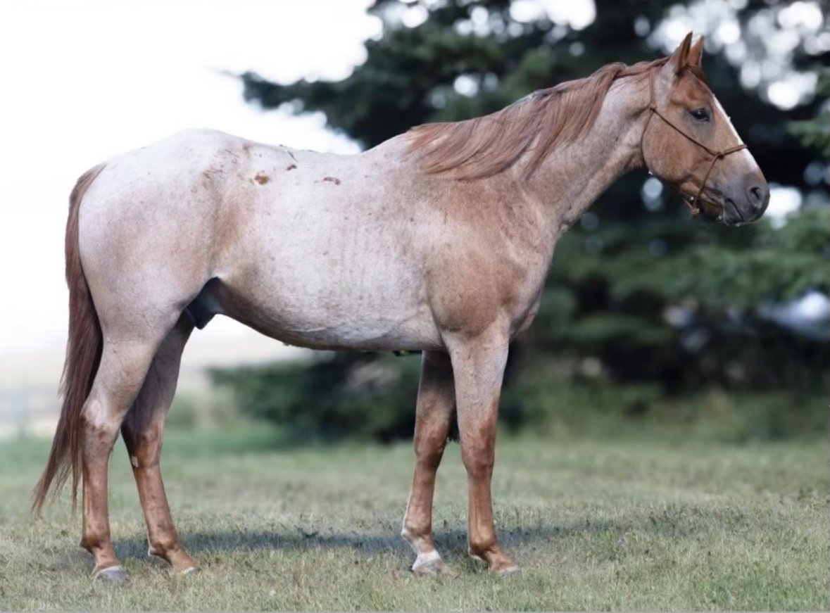 NORTHERN BOON DOC – Elite Horse Sales